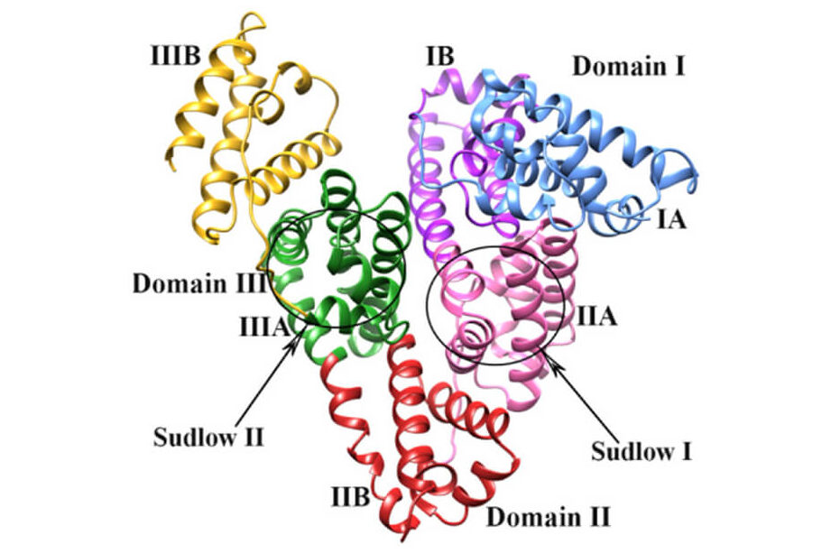 Función de la albumina en el cuerpo humano: todo lo que debes saber